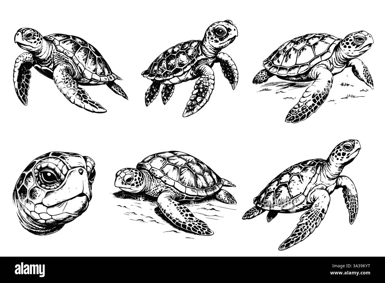Set of sketch of a sea turtle on a white background Stock Vector Image ...