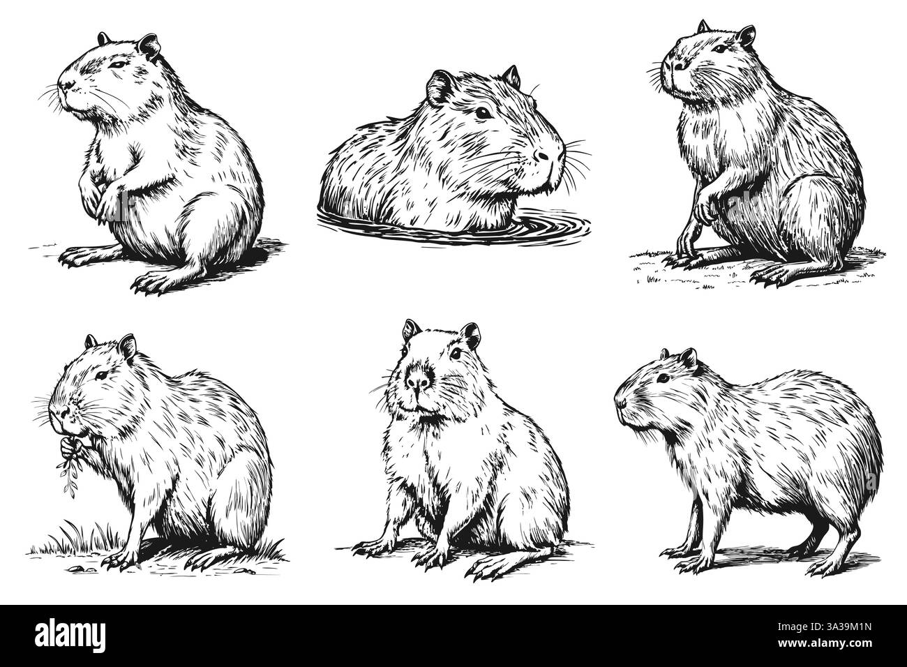 Sketch of a cute capybara. On a white background Stock Vector Image ...