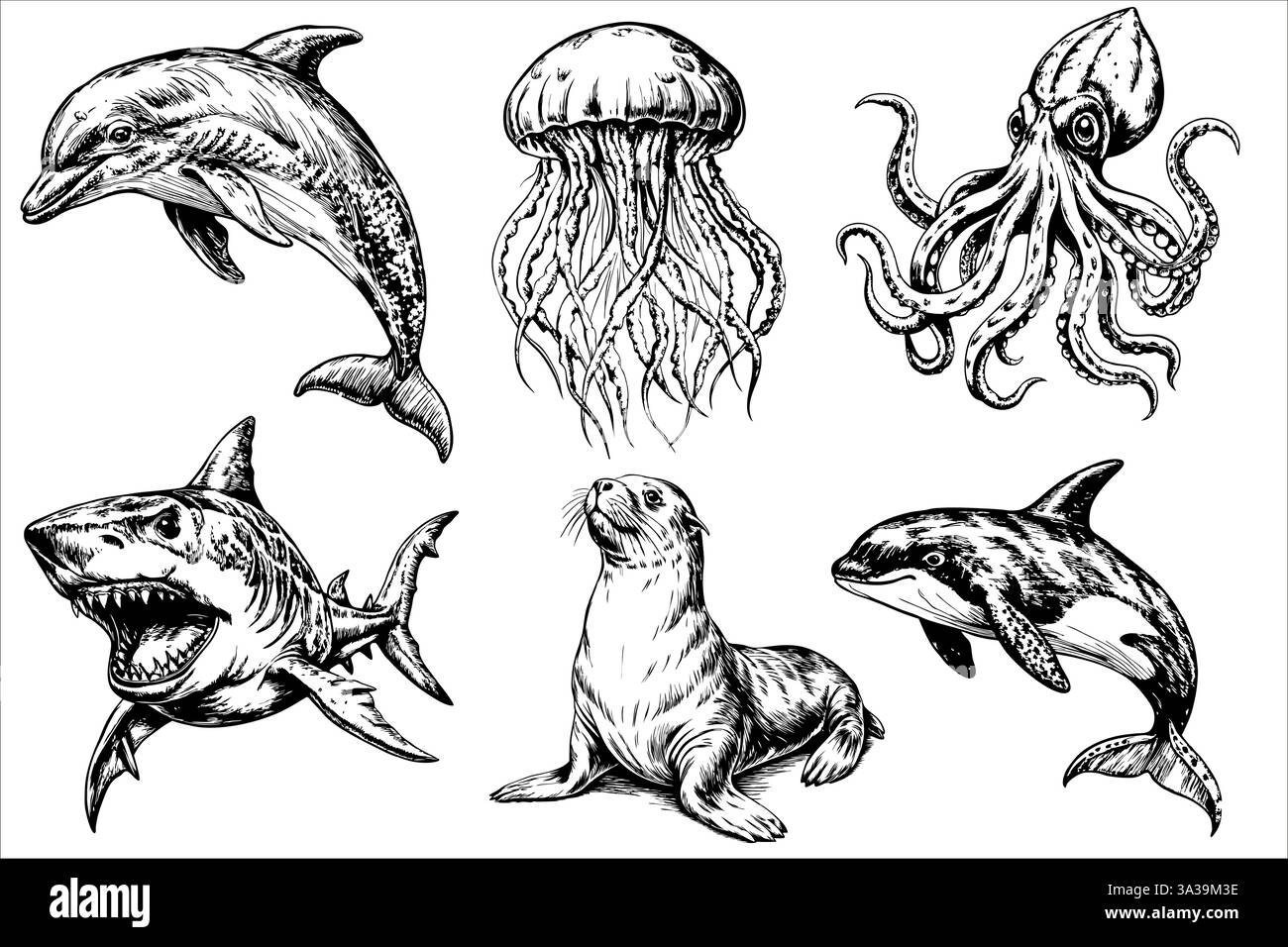 Summer creatures Black and White Stock Photos & Images - Alamy