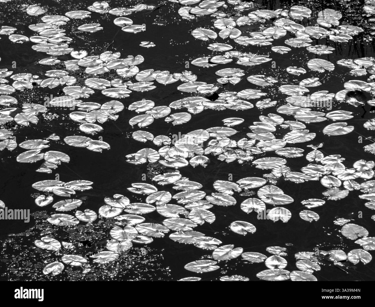 Under fading daylight, lily pads float gracefully on still water ...