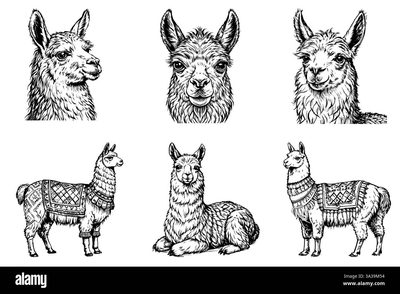 Animal set portrait in Black and White Stock Photos & Images - Alamy