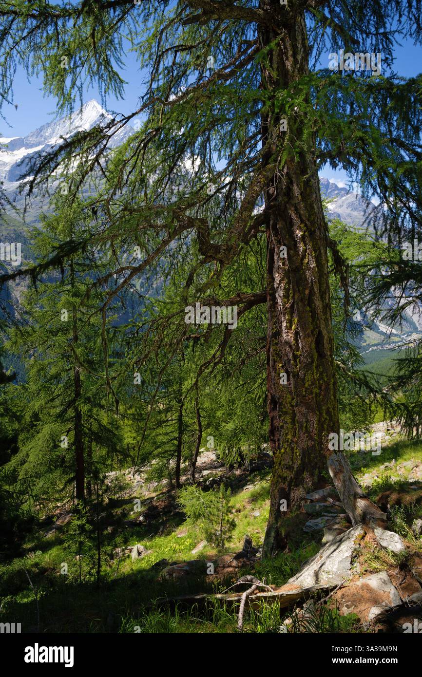 The very old European larch tree in Mattertal valley - Switzerlan Stock ...