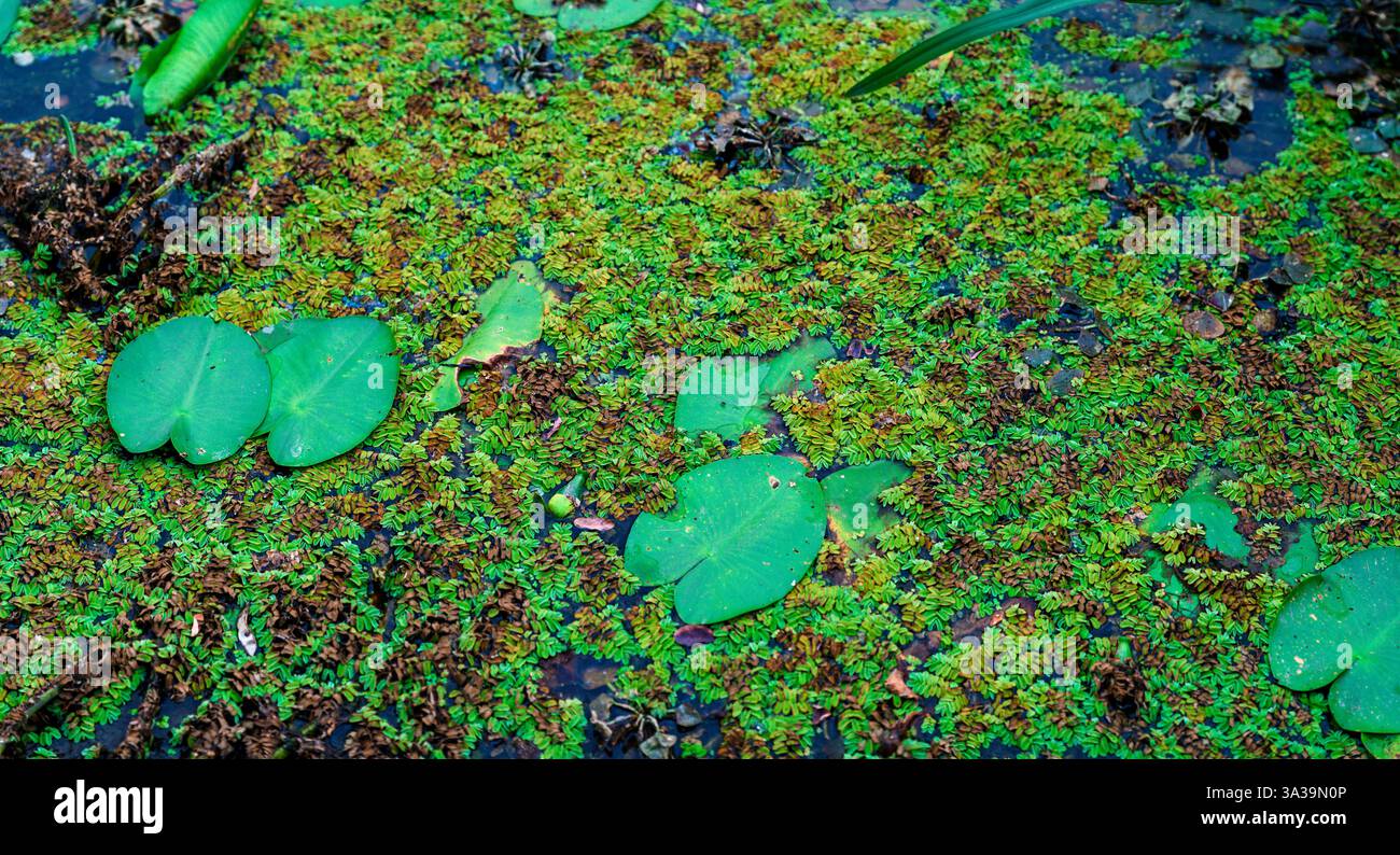 Lush green lily pads float hi-res stock photography and images - Alamy