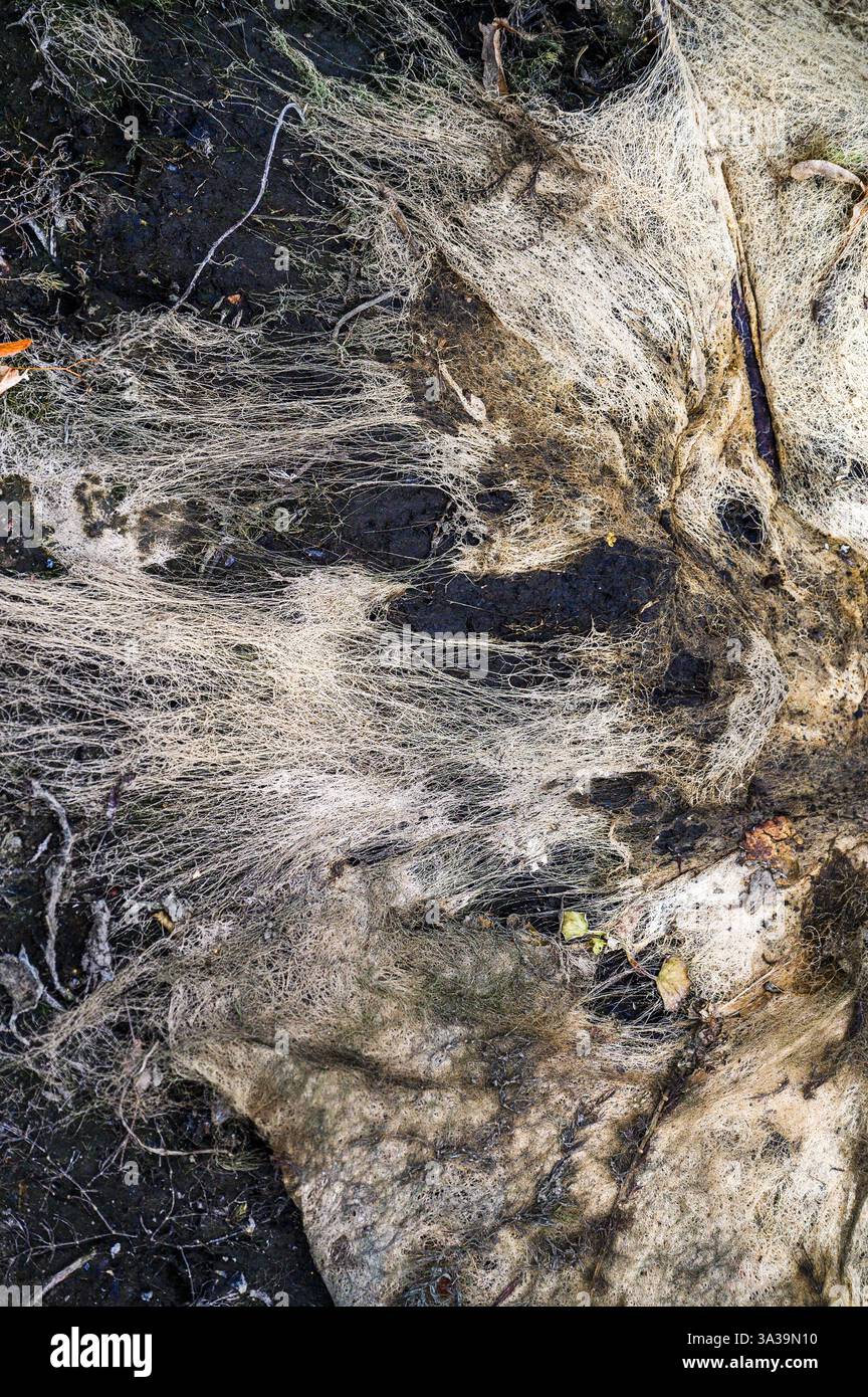 Delicate strands of white roots intertwine harmoniously with the dark ...