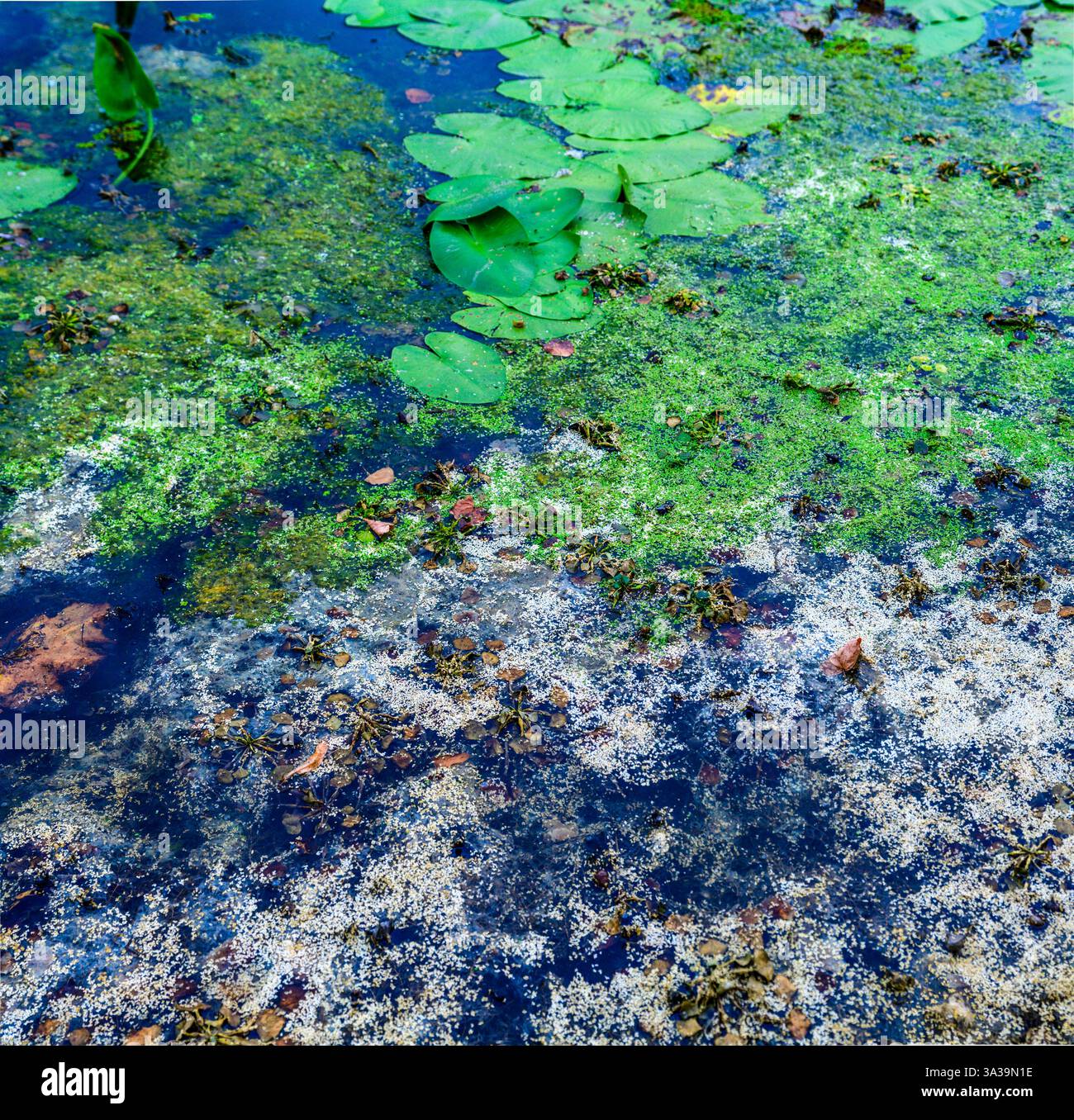 Rippling waters reveal a tapestry of life and decay, where vibrant ...