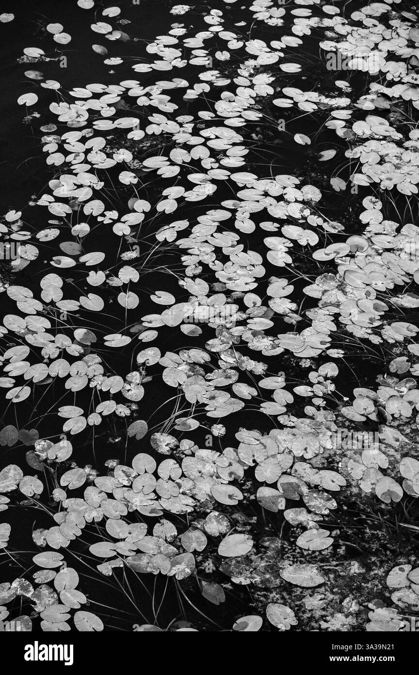 Organic shades Black and White Stock Photos & Images - Alamy