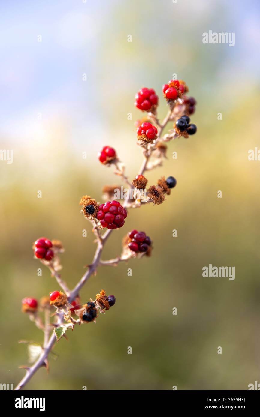 Red and blue wild berries in the wood, organic fruit, sunny weather and ...