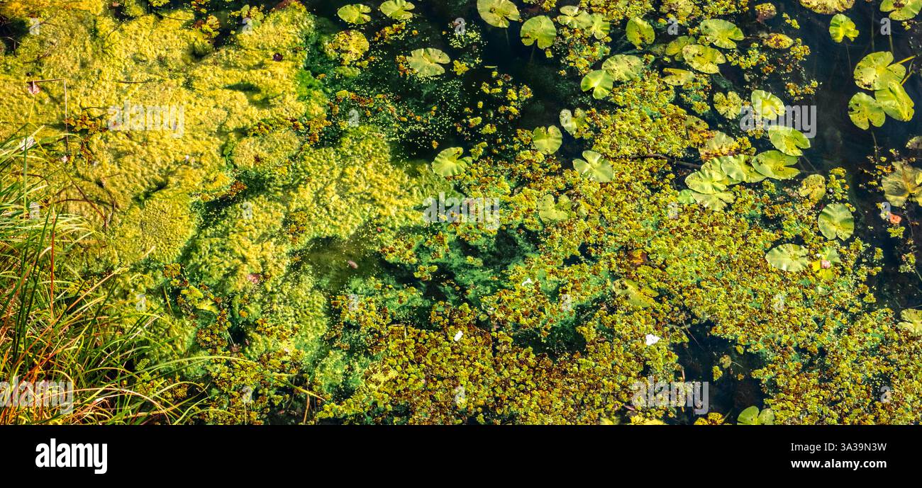 Vibrant green water plants spread across a peaceful pond, illuminated ...