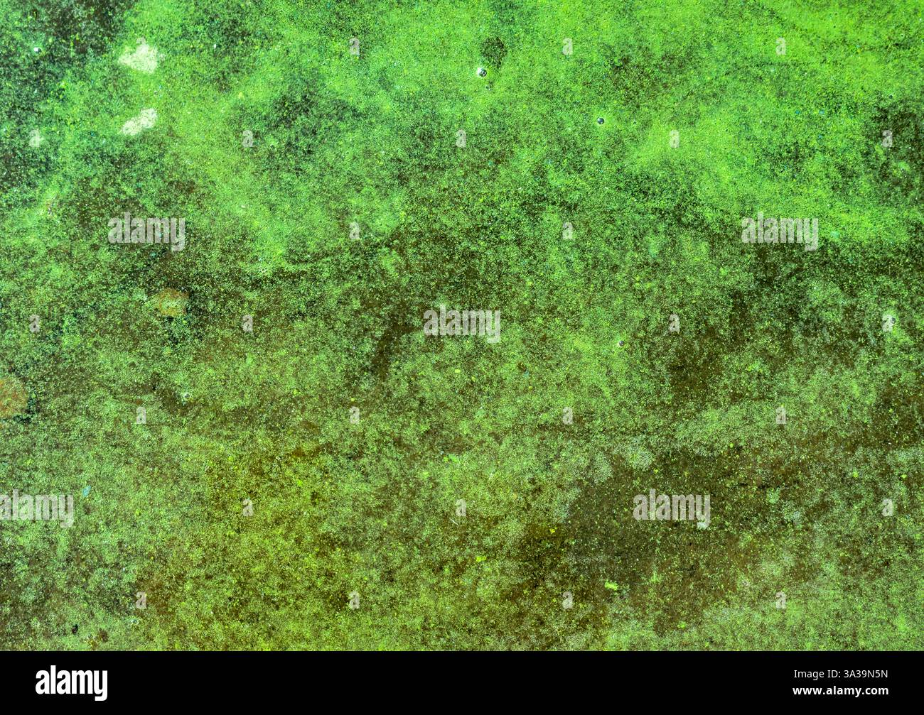 Abstract green backdrop highlights a unique mix of organic textures and ...