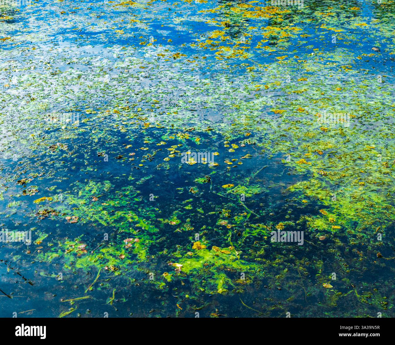 Sunlight dances on the surface of a pond, creating enchanting patterns ...