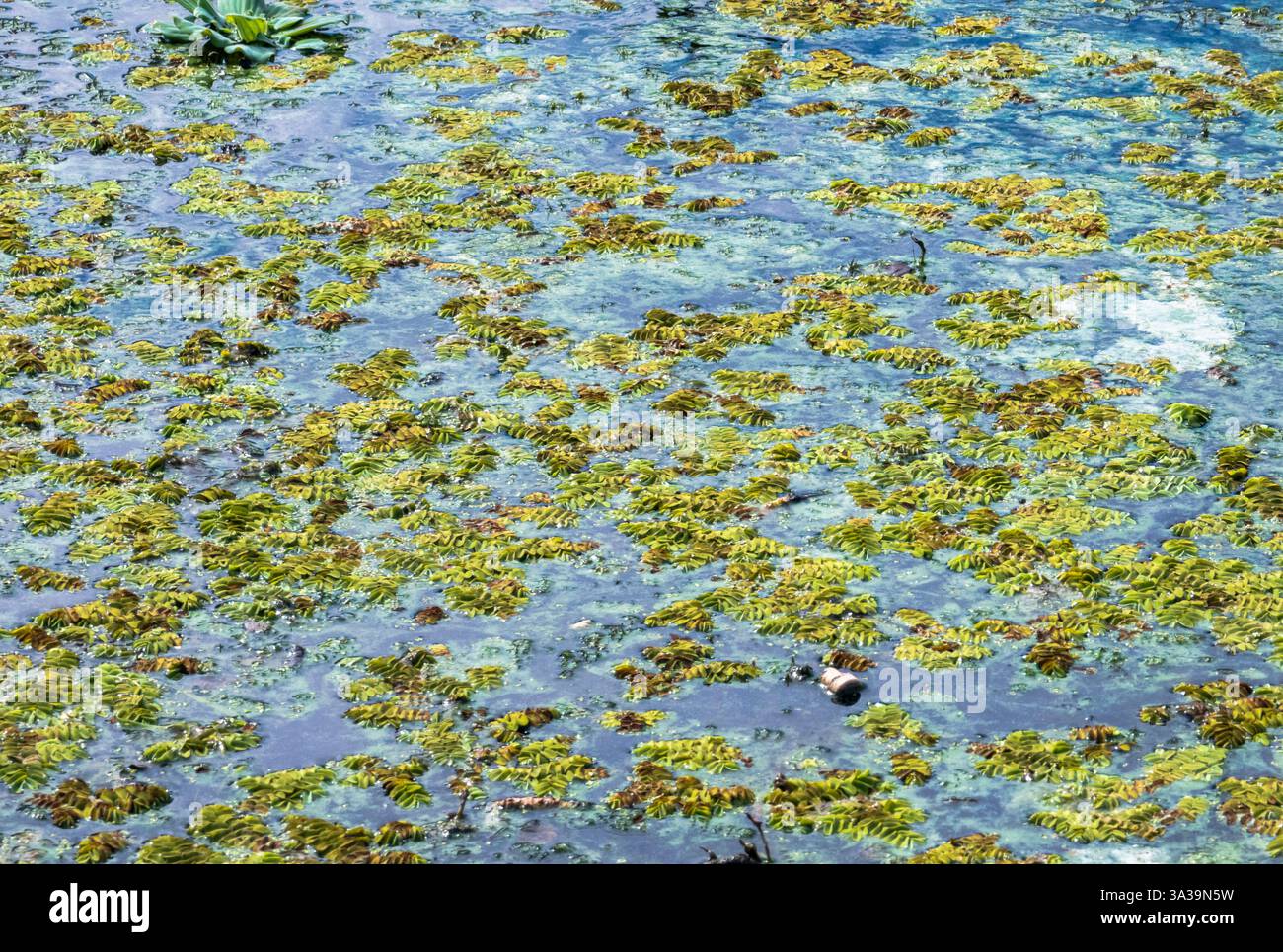 Sunlight dances over a peaceful pond, where green foliage floats ...