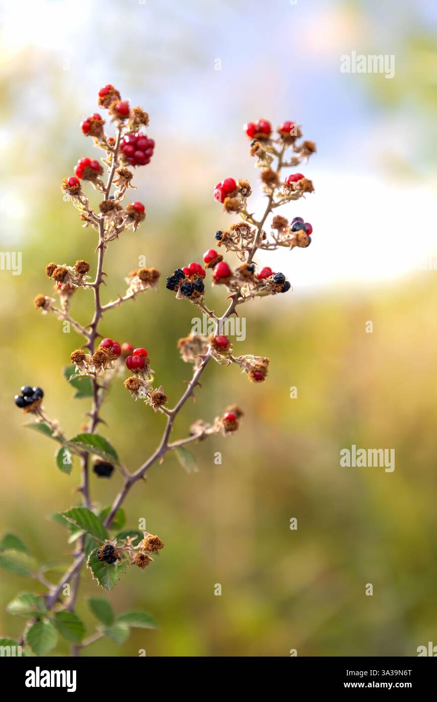 Red and blue wild berries in the wood, organic fruit, sunny weather and ...