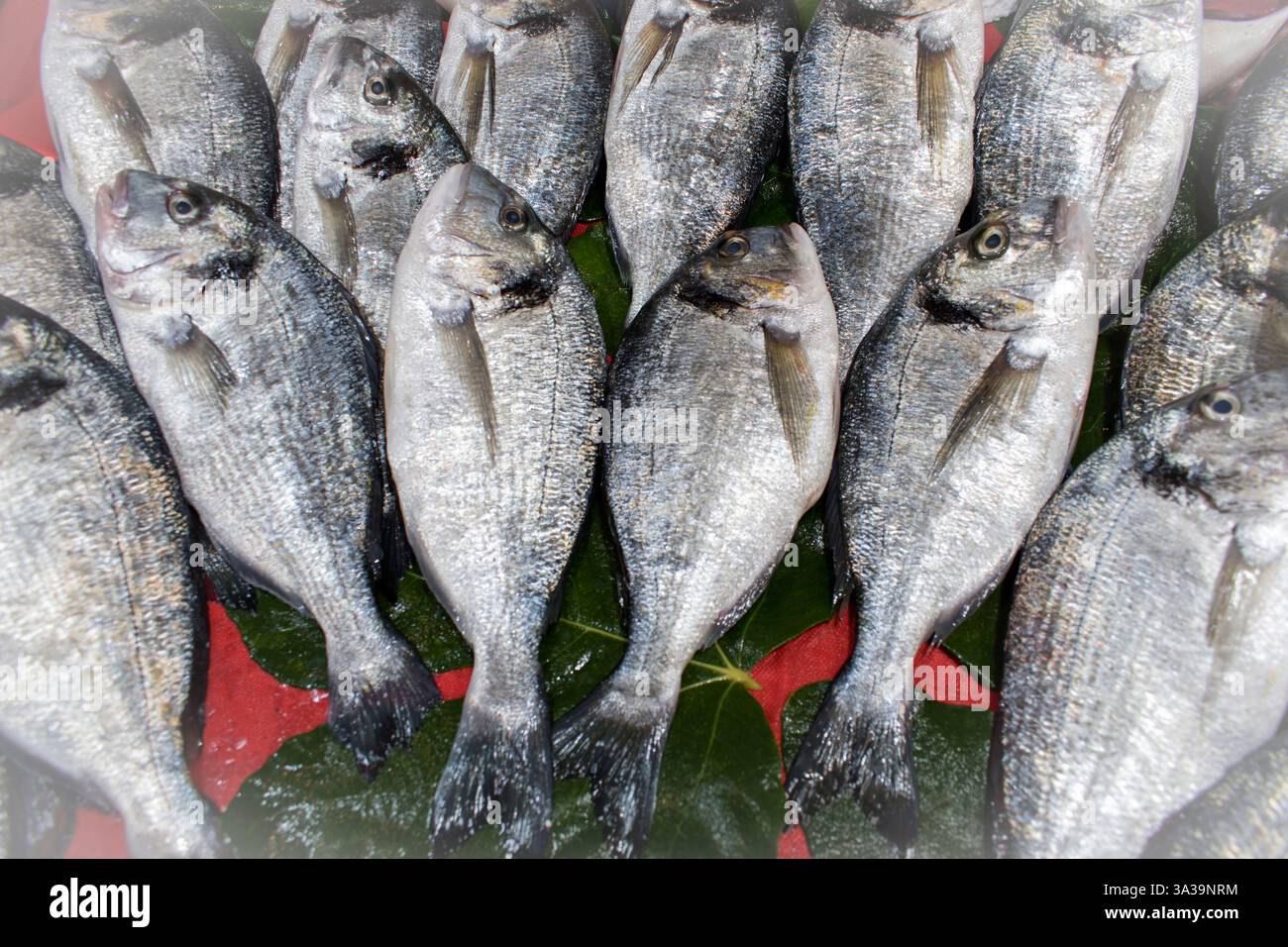 Fresh fish (bream fish) at the market - gilt-head (sea) bream / cipura ...