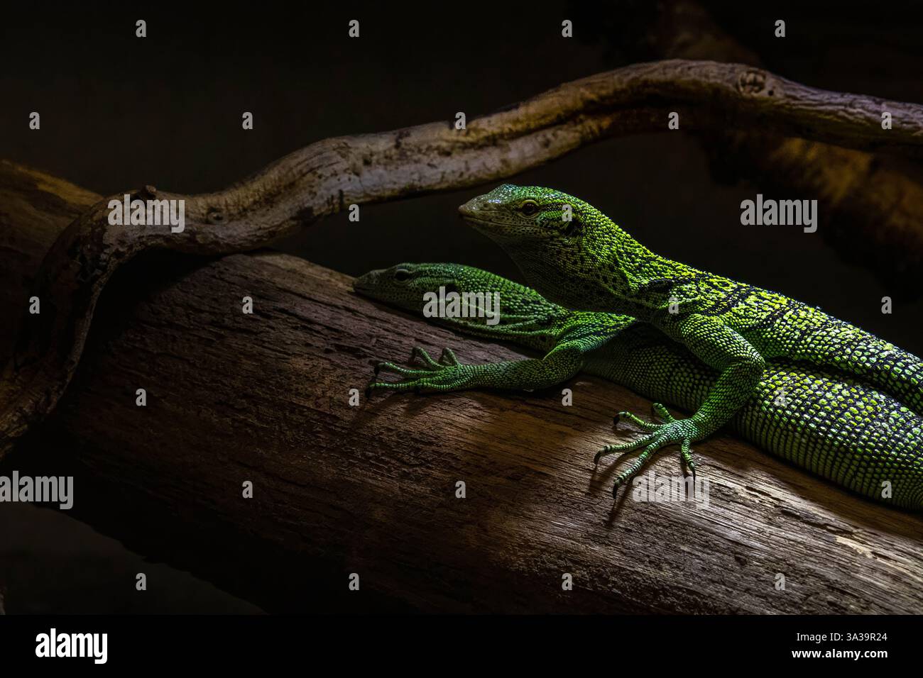 The emerald tree monitor or green monitor lizard. Dark background Stock ...