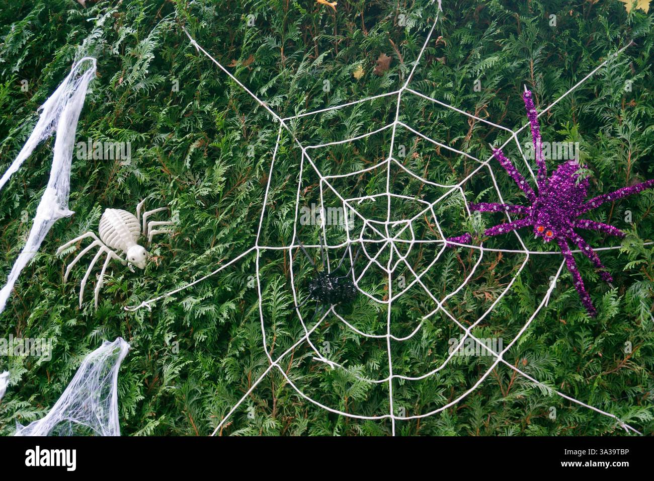 Outdoor Halloween decoration of spiders and white spider webs hanging ...