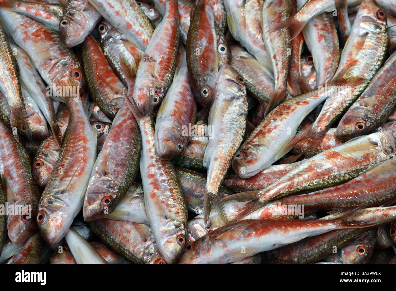 Fresh seafood at the fish market. Red mullets (Mullus barbatus) fresh ...