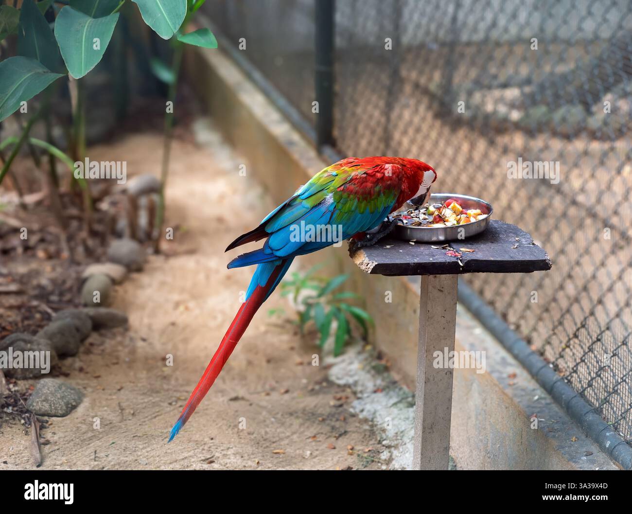 Beautiful Scarlet Macaw, the red parrot bird eating food in aviary ...