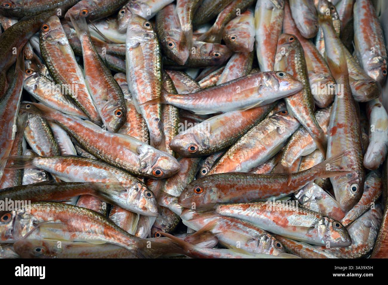 Fresh seafood at the fish market. Red mullets (Mullus barbatus) fresh ...