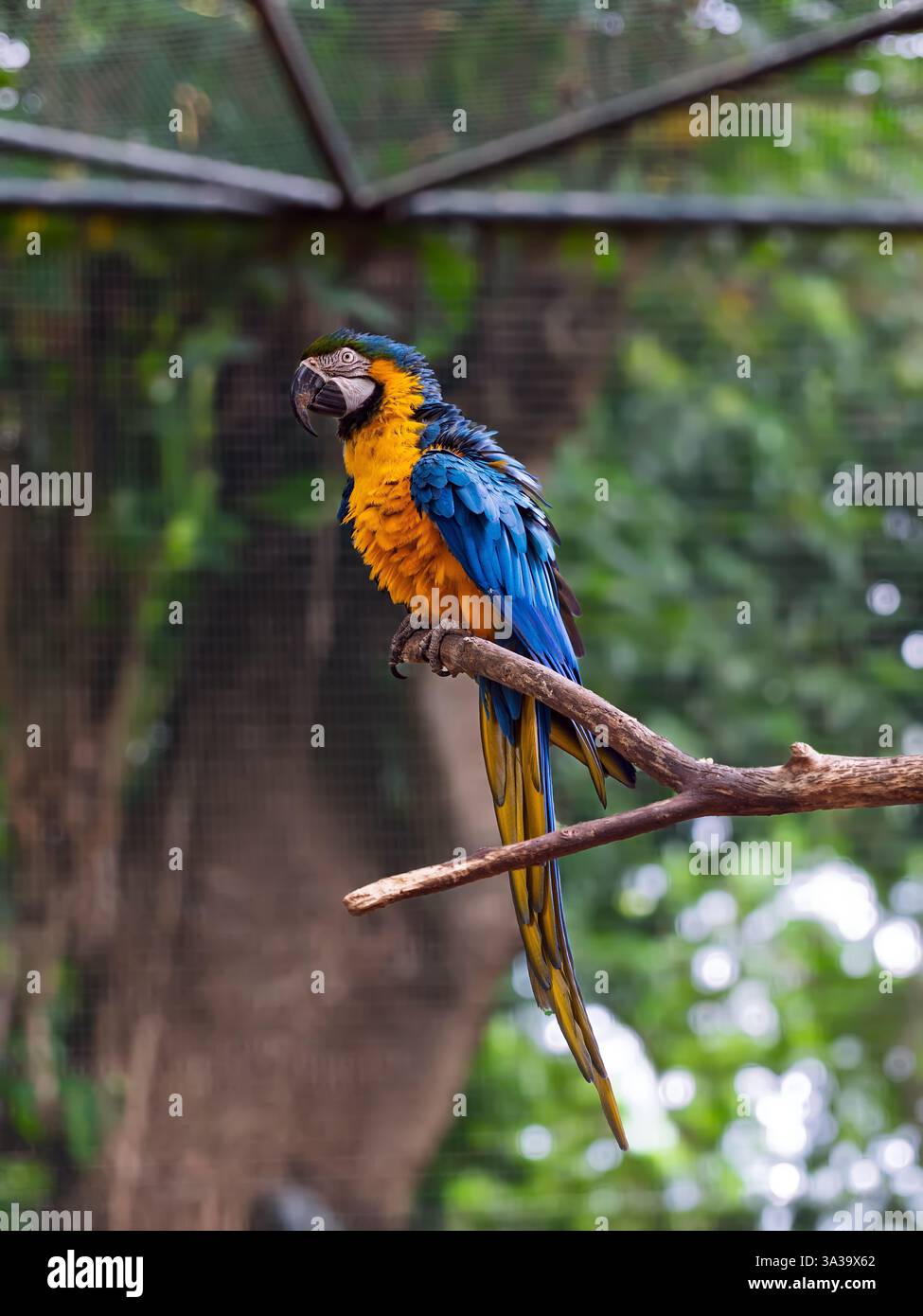 Tropical bird sanctuary: vibrant macaw on wooden perch.Brilliant ...