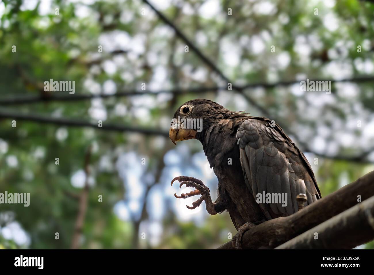 Close-up vertical photo of exotic dark parrot demonstrating grip ...