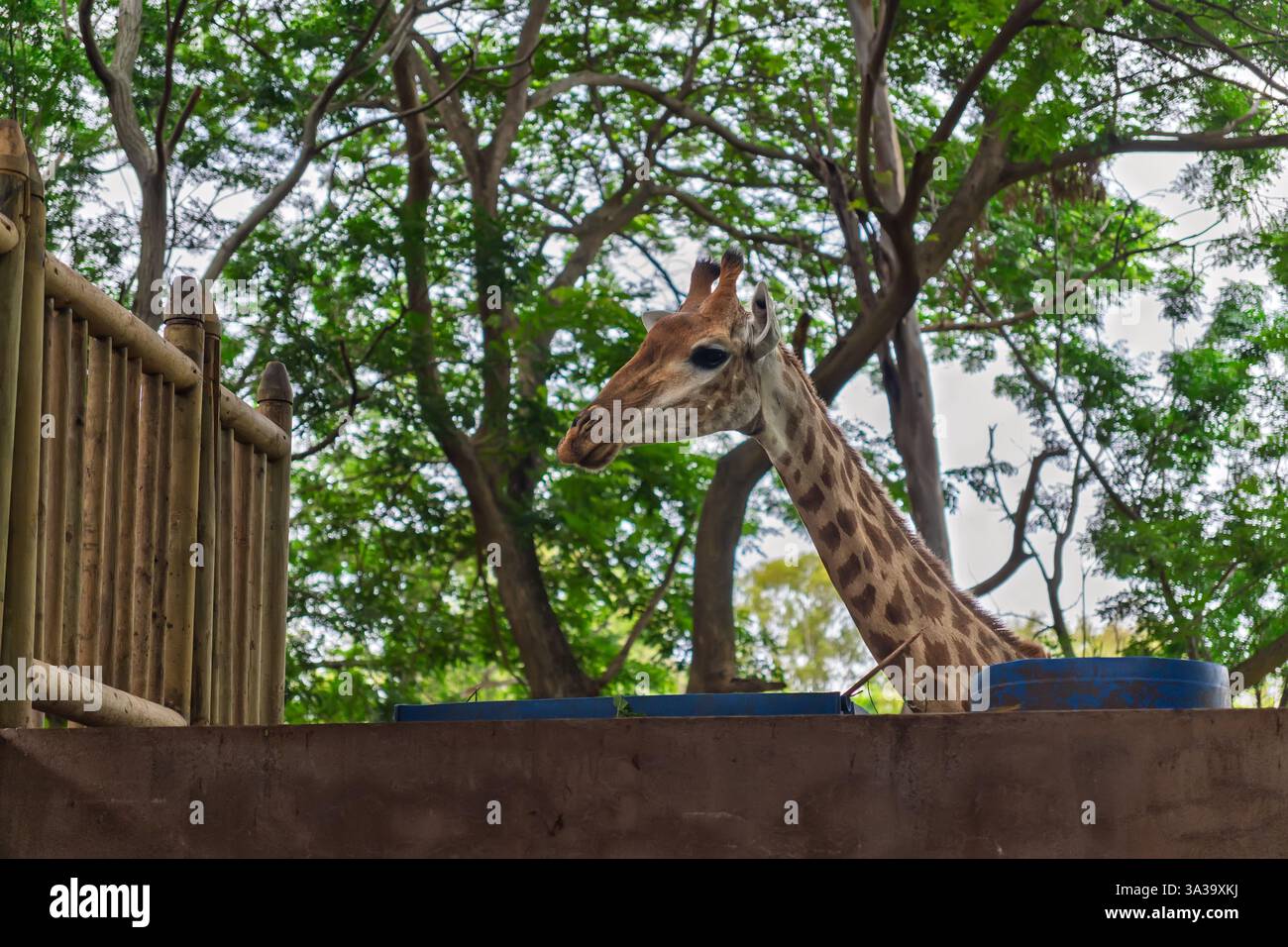 Giraffe feeding at zoo enclosure with lush green background. Giraffe ...