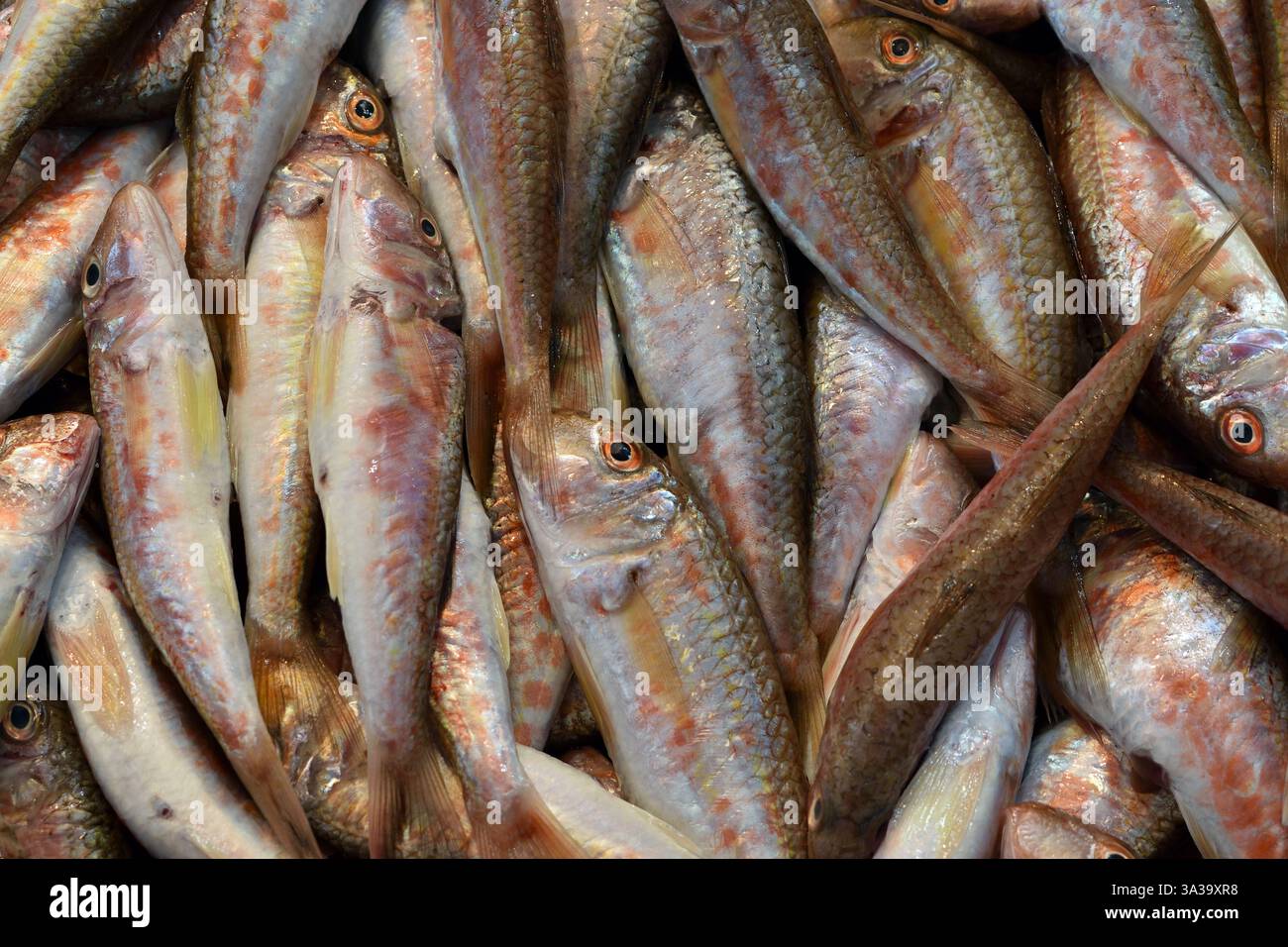 Fresh seafood at the fish market. Red mullets (Mullus barbatus) fresh ...