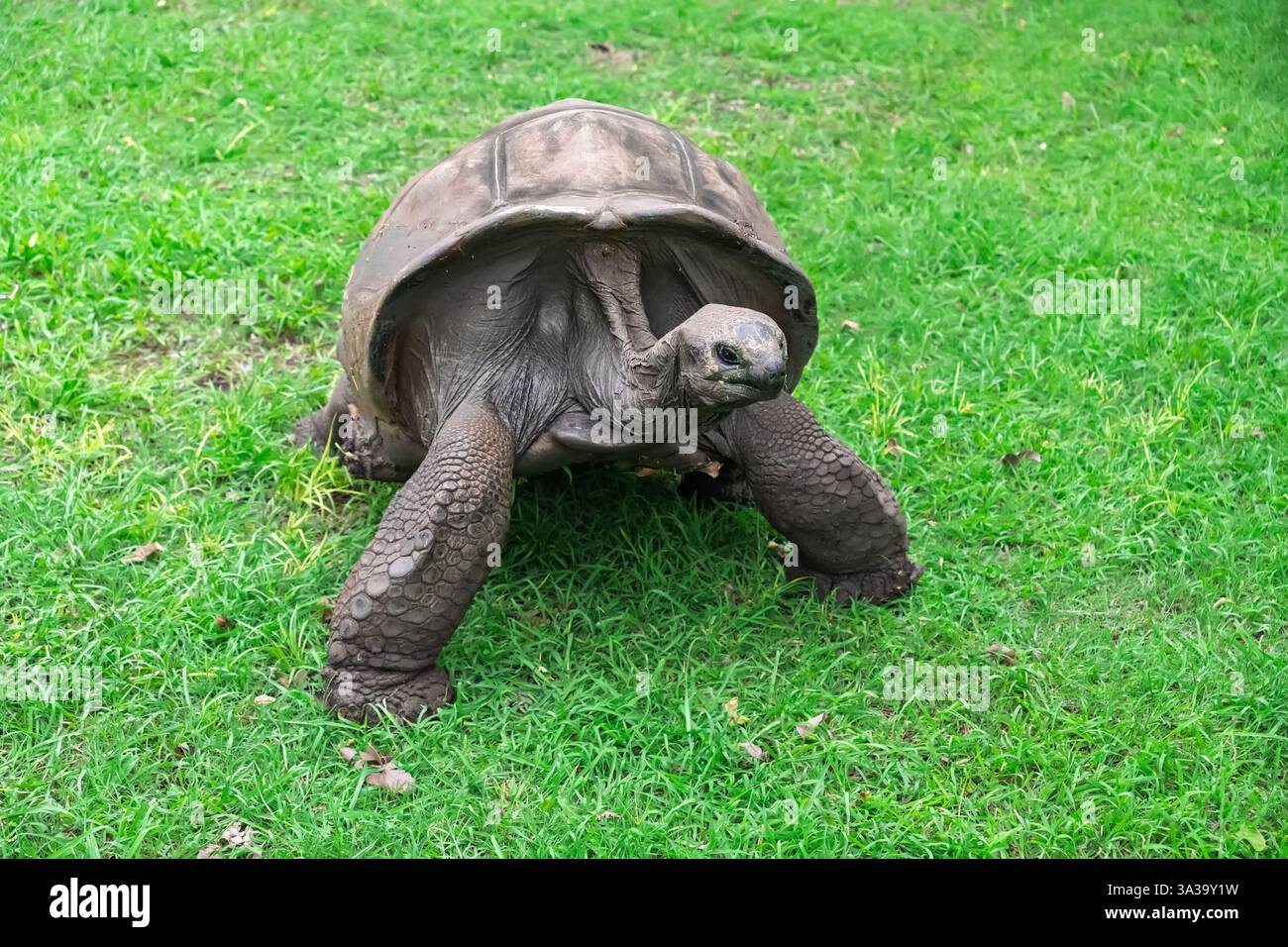Ancient reptile: Detailed view of giant tortoise standing at full ...