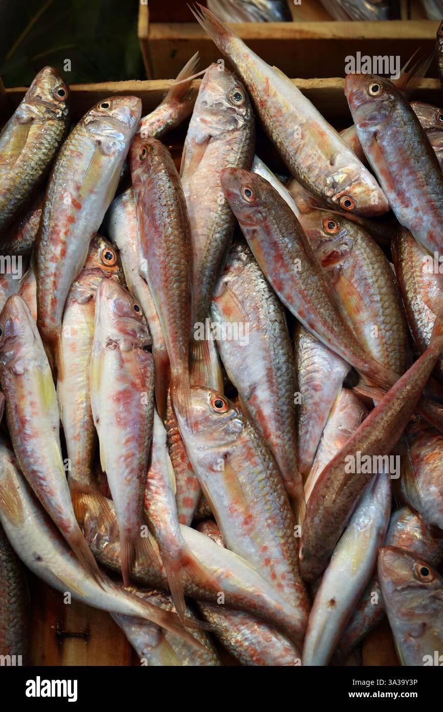 Fresh seafood at the fish market. Red mullets (Mullus barbatus) fresh ...