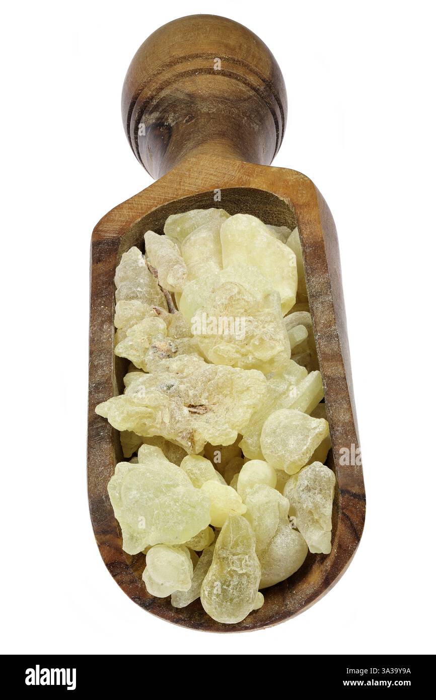 Al-Hojari Boswellia sacra frankincense resin from Oman in an olive wood ...