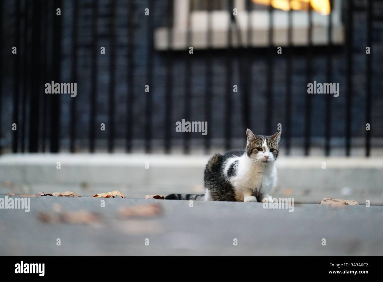 Larry the Cat sits in Downing Street, London, ahead of Chancellor of ...