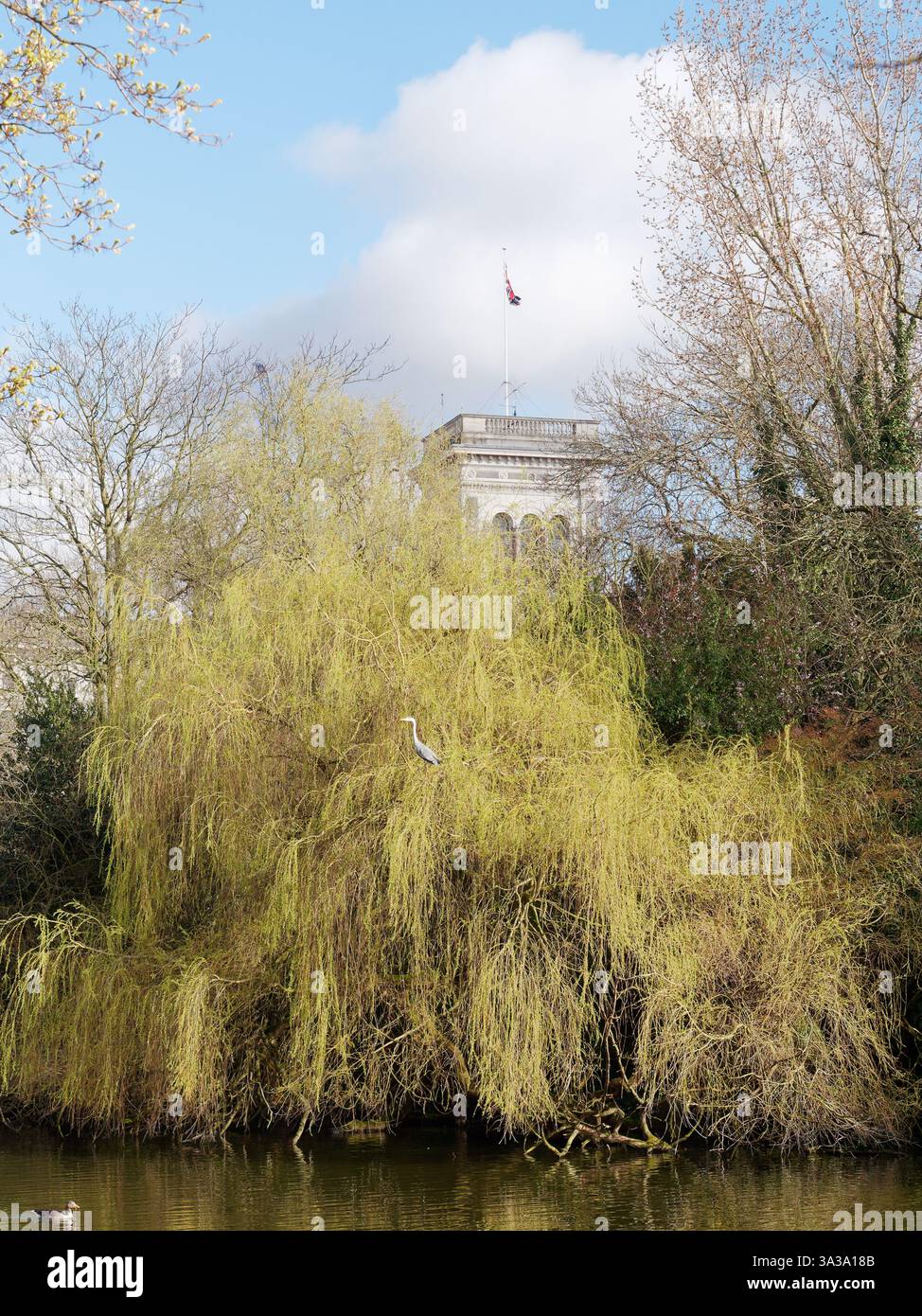 Heron sits in a tree in St James's Park with tower behind late winter n ...