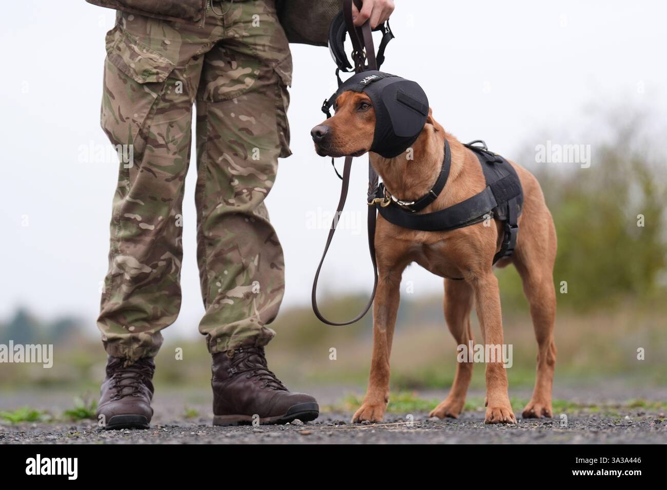 EMBARGOED TO 0001 FRIDAY NOVEMBER 8 Military working dog Grainger ...