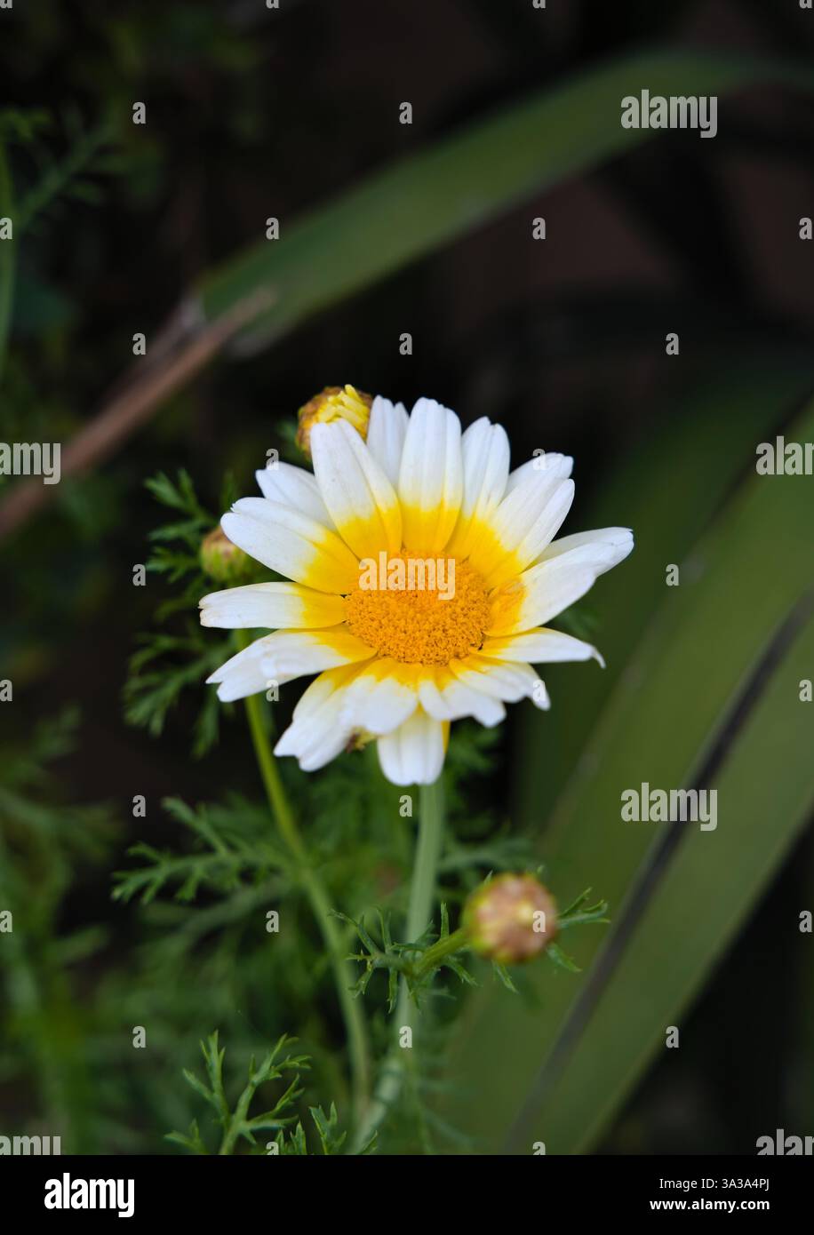 A crown daisy in full bloom during spring time showing its vibrant ...