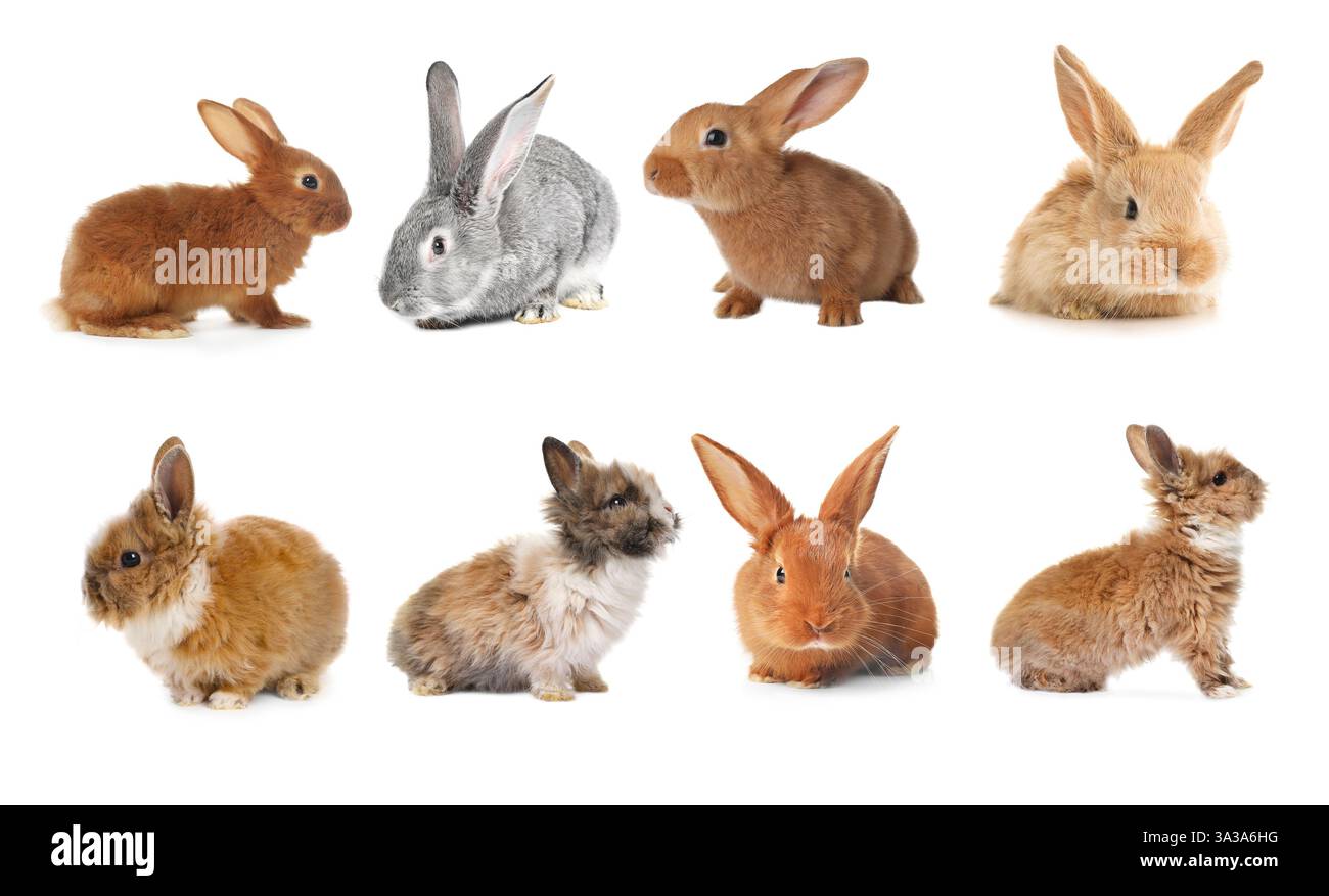 Cute fluffy rabbits isolated on white, set Stock Photo - Alamy
