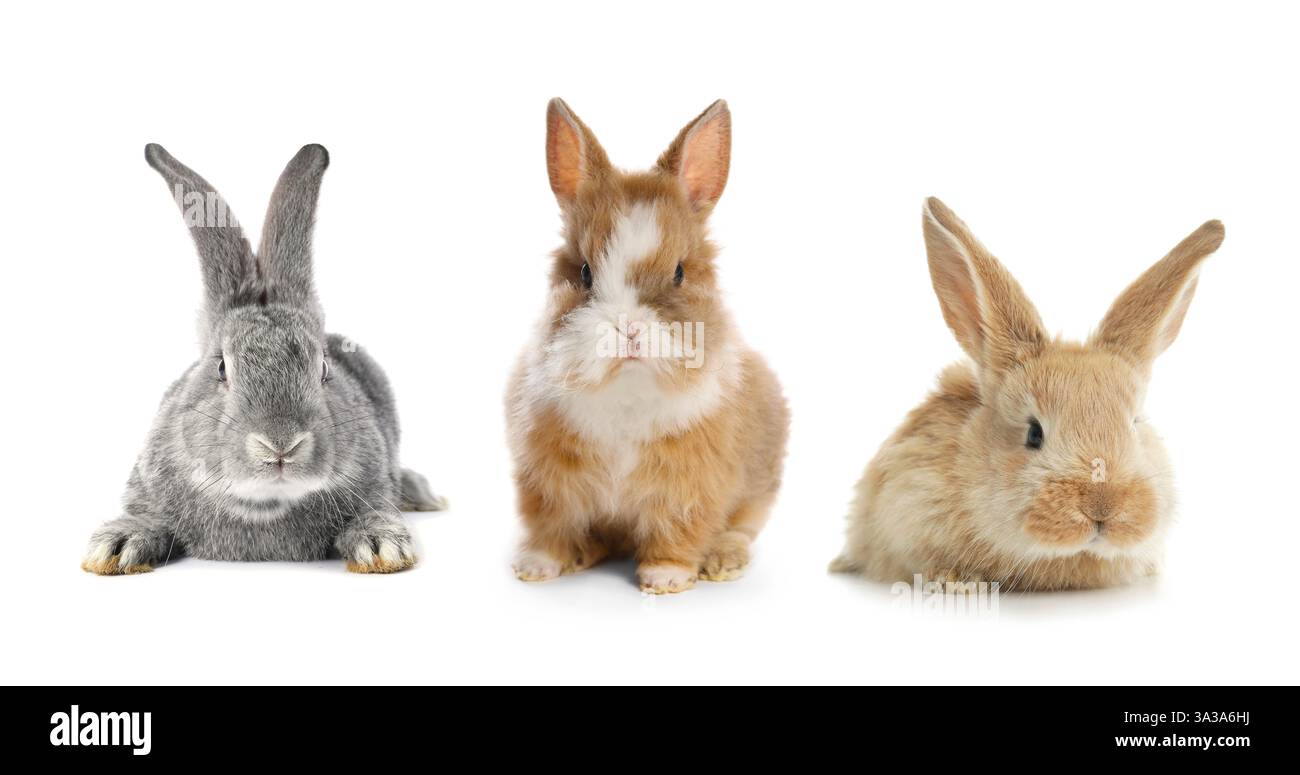 Cute fluffy rabbits isolated on white, set Stock Photo - Alamy