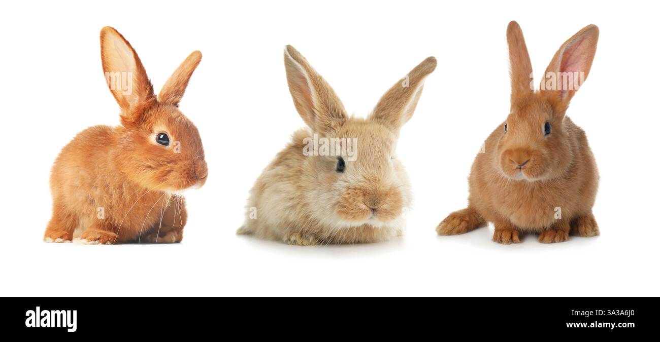Cute fluffy rabbits isolated on white, set Stock Photo - Alamy