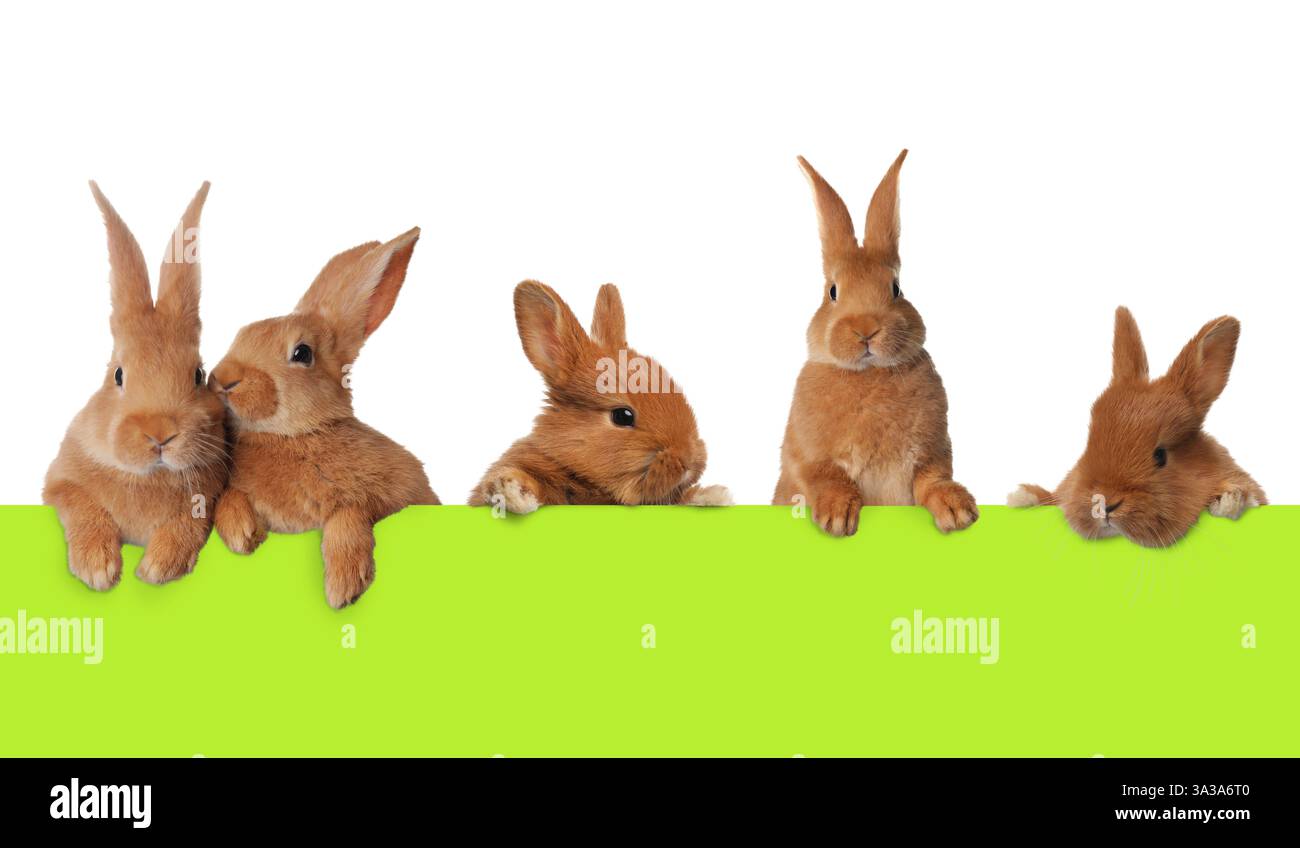 Cute fluffy rabbits peeking out from light green paper banner on white ...