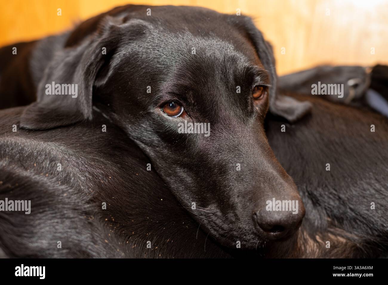 Photo of a pair of pedigree black Labradors cuddling up together Stock ...