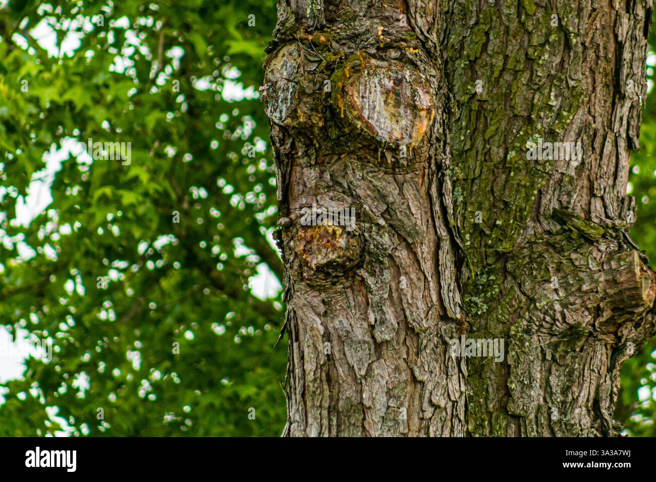 Natural tree with human face hi-res stock photography and images - Alamy