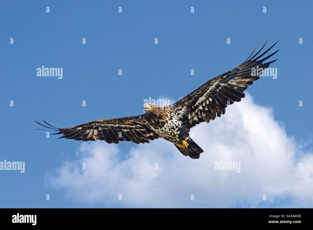 An immature bald eagle, wings spread wide open, soars through the clouds into a blue sky Stock ...