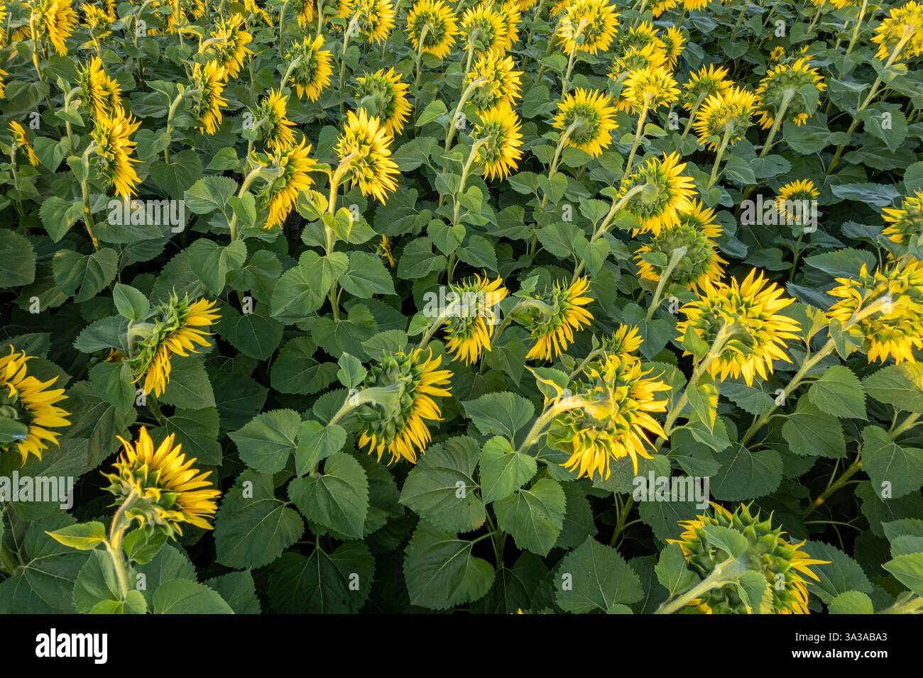 Sunflower field view from top. Sunflower plants bloom in a agricultural ...