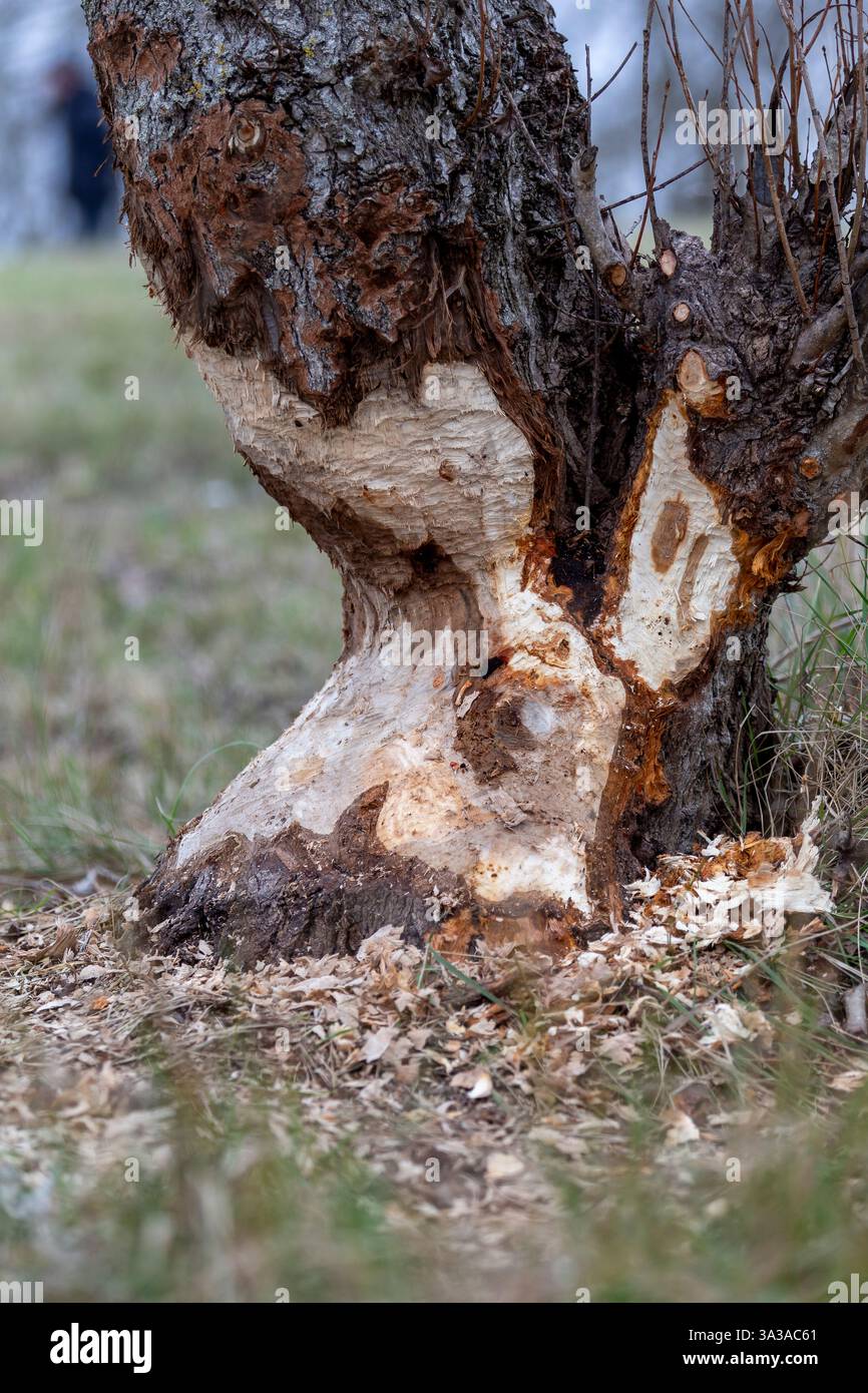 Tree damaged by a beaver, Rhône, France; Tree trunk gnawed by european ...
