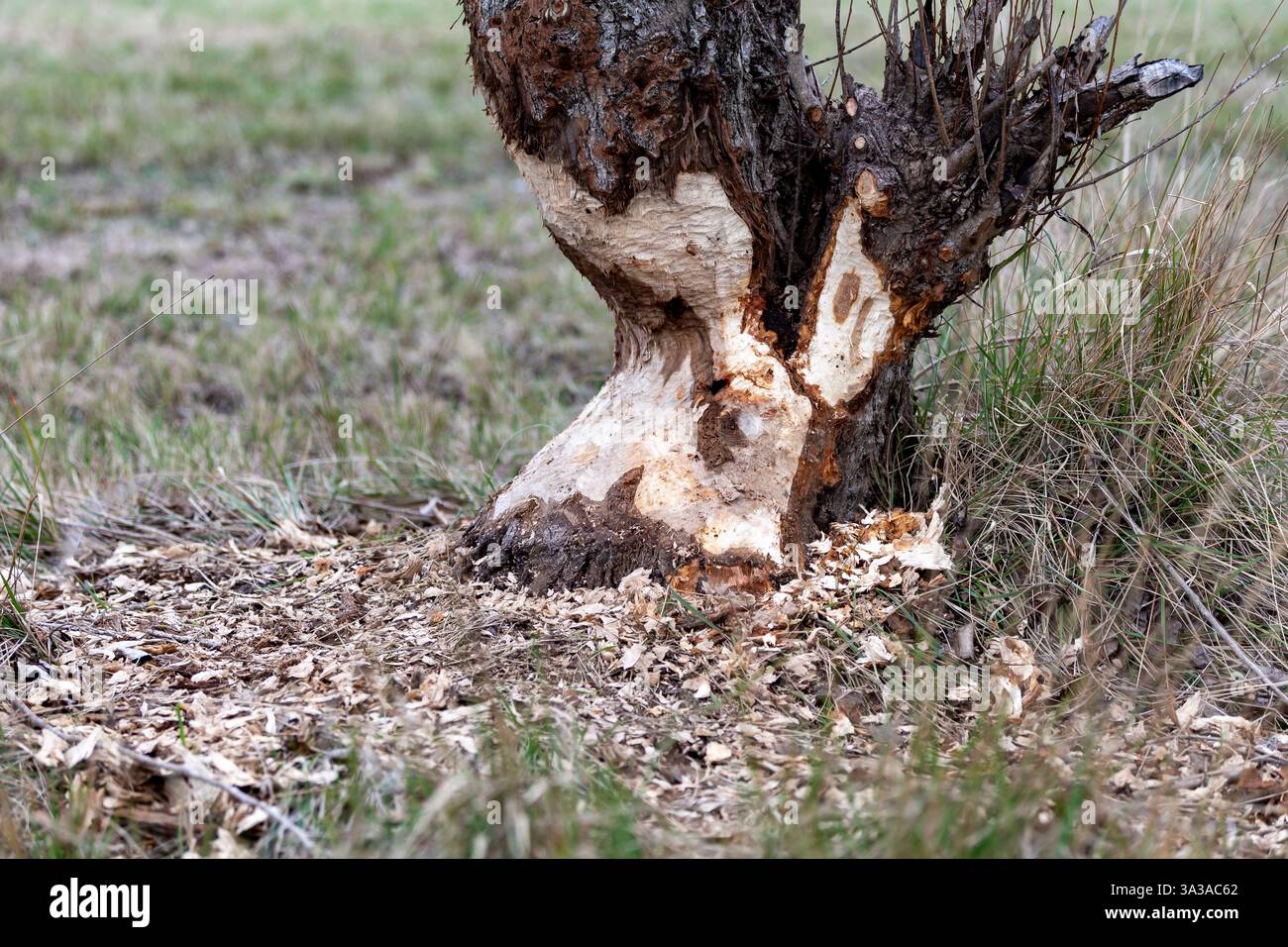 Tree damaged by a beaver, Rhône, France; Tree trunk gnawed by european ...