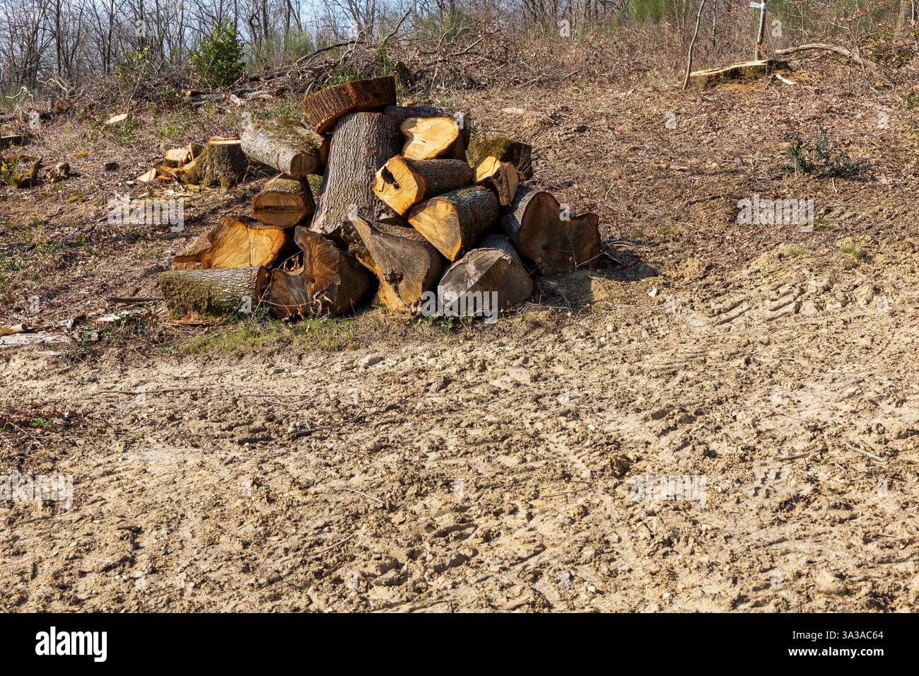 Sawn trees from the forest. Logging timber wood industry. Cut trees ...