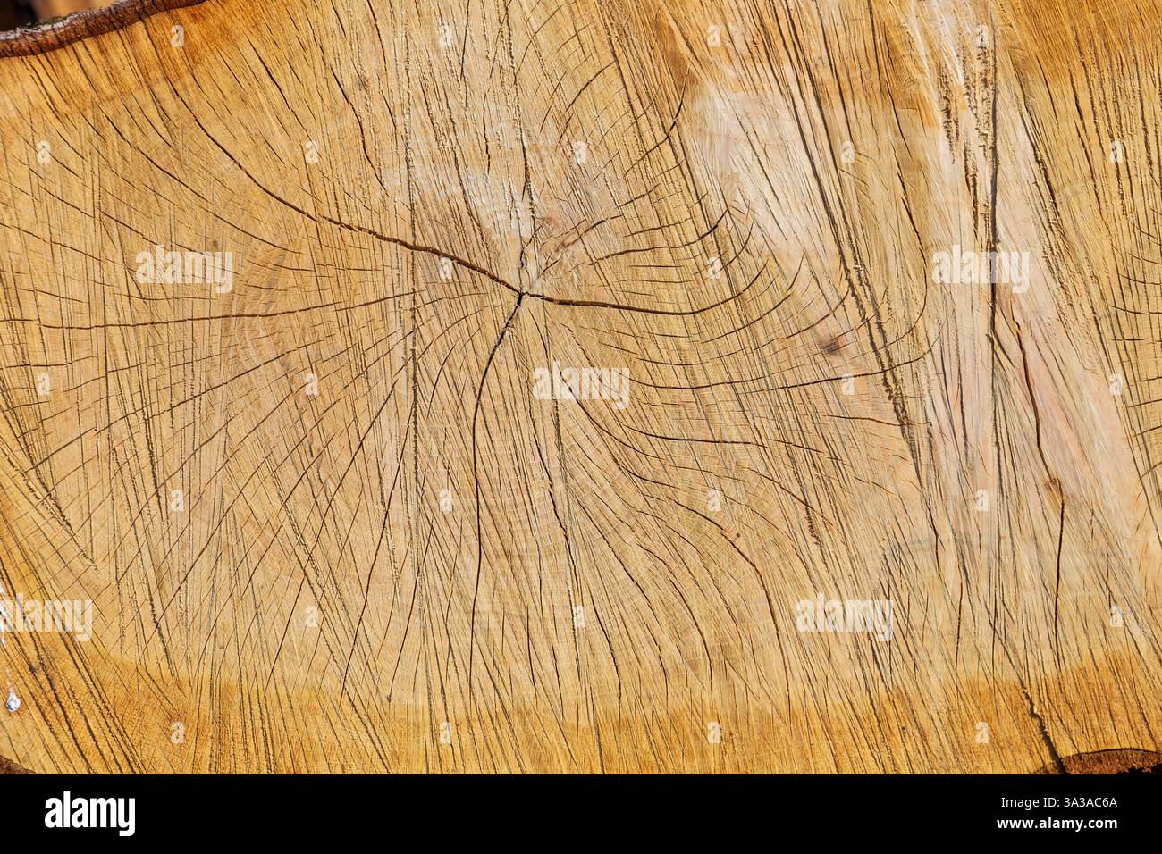 Cut wood texture; The wooden stump's sliced surface reveals a textured ...