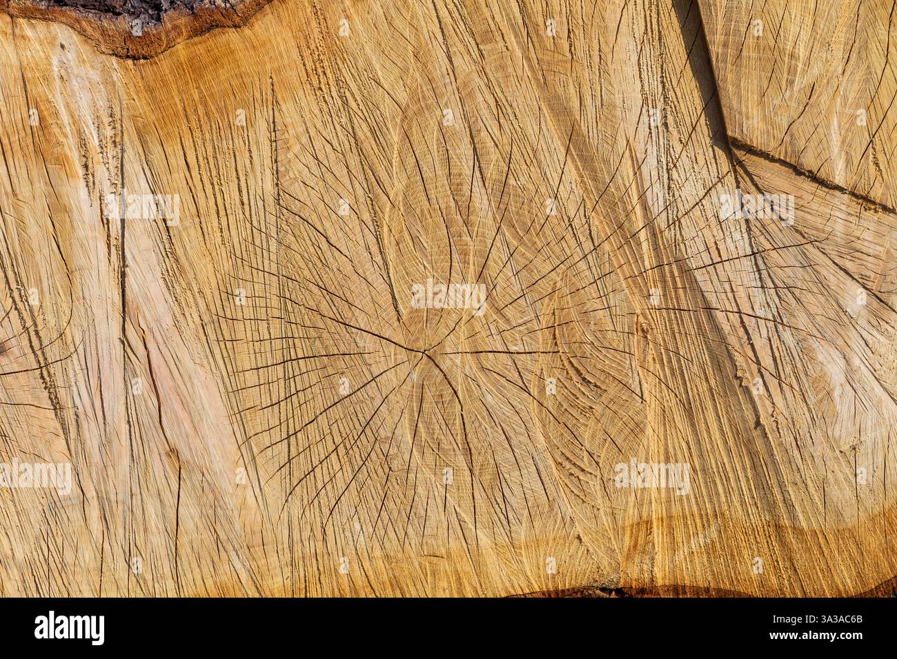 Cut wood texture; The wooden stump's sliced surface reveals a textured ...