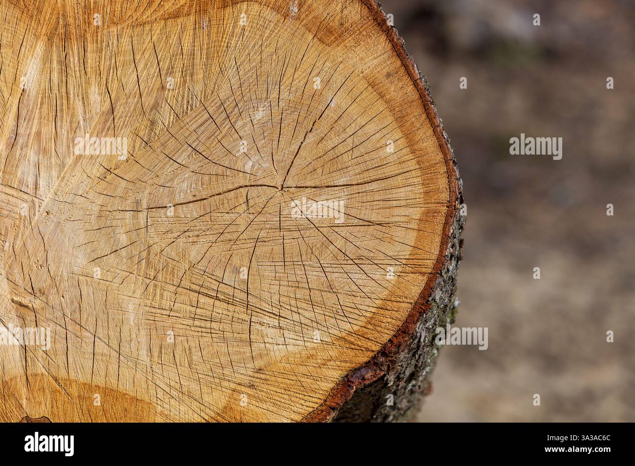 Cut wood texture; The wooden stump's sliced surface reveals a textured ...