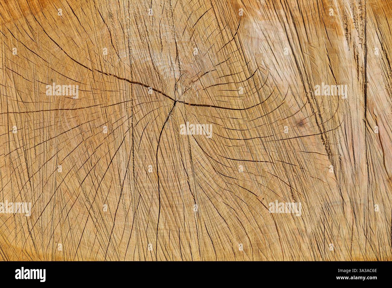 Cut wood texture; The wooden stump's sliced surface reveals a textured ...