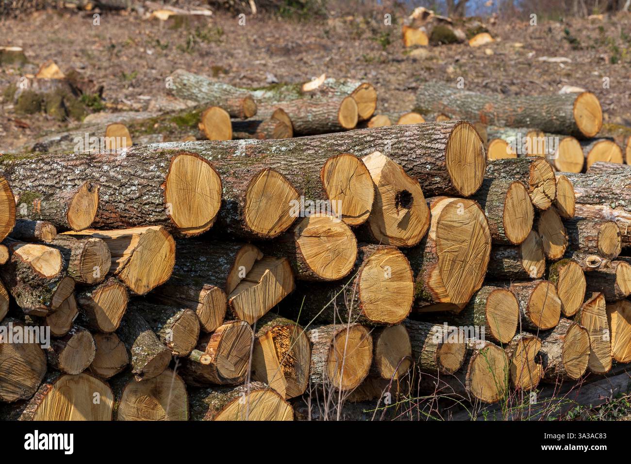 Logging timber wood industry. Cut trees along a road prepared for ...