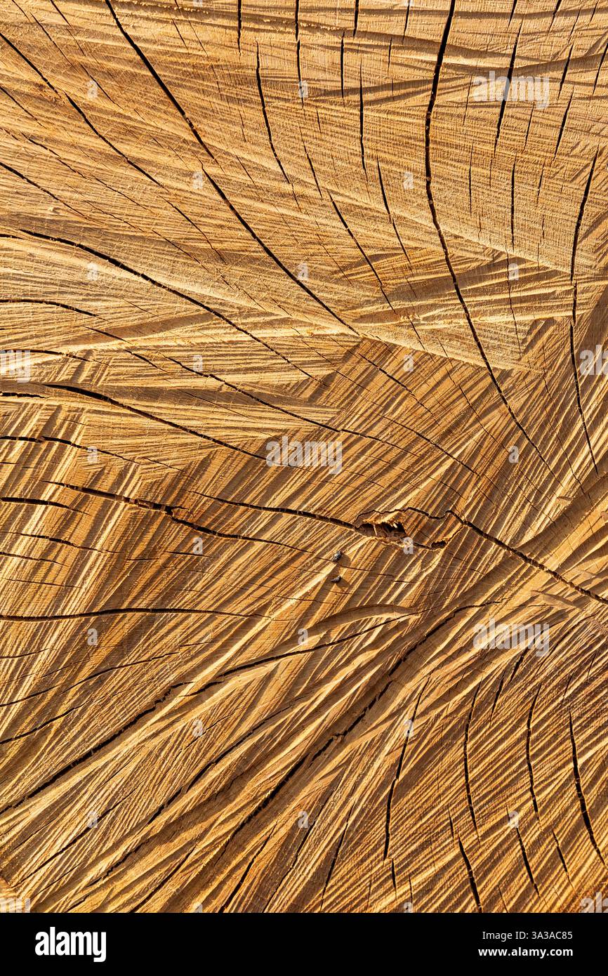Cut wood texture; The wooden stump's sliced surface reveals a textured ...